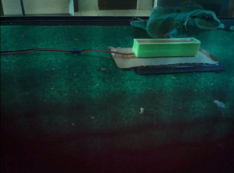 Lizard selfies with a Raspberry Pi - Raspberry Pi Pod and micro:bit base