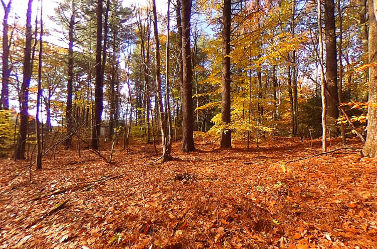 Virtual Forest experience powered by a Raspberry Pi - Raspberry Pi Pod ...